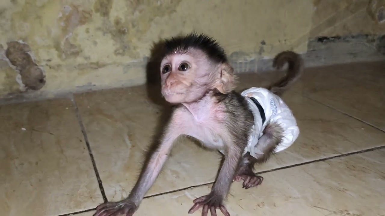 Baby monpai duduk manis - YouTube