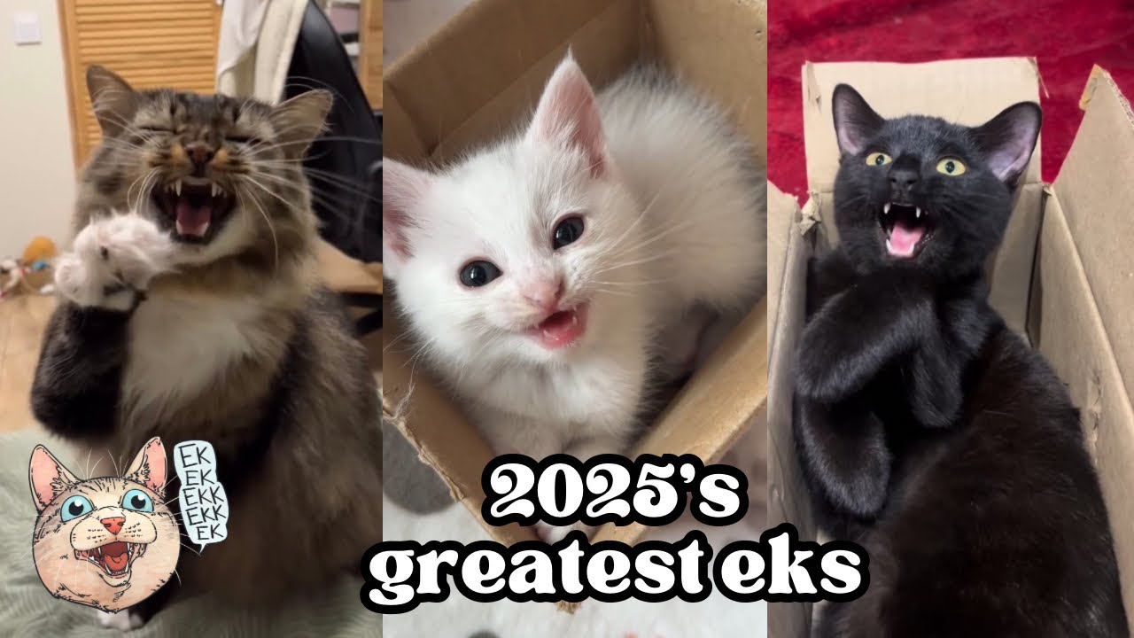 ekekekkekkek compilation - BEST Cat Chirping, Chittering Chattering ...