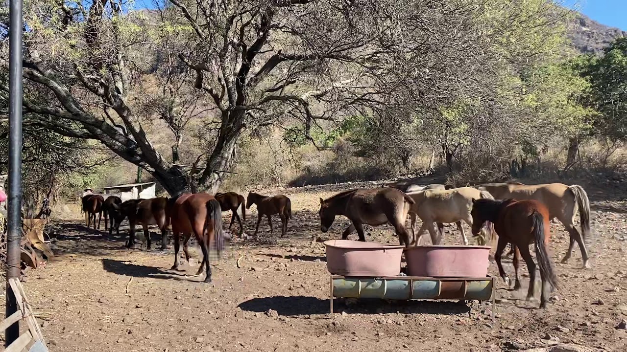 Arreando los caballos - YouTube