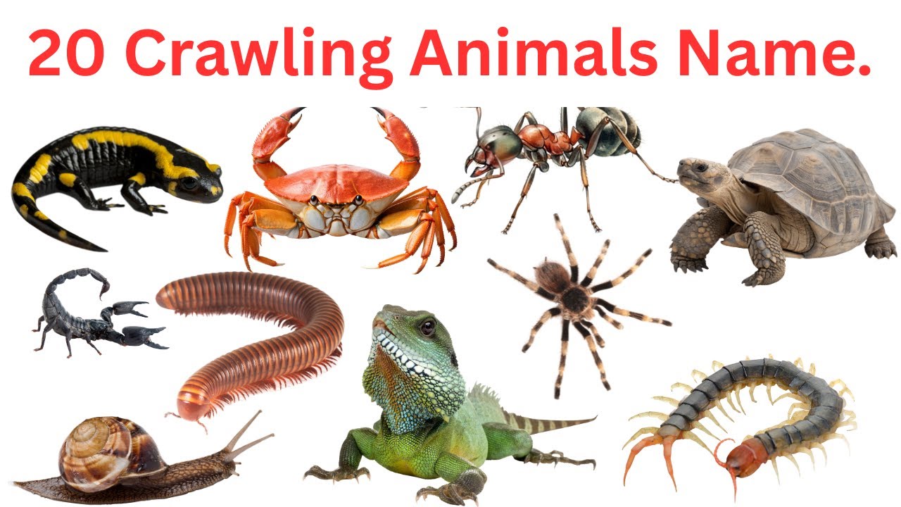 20 Crawling Animals for Kids | Learn Names & Fun Facts | Educational ...