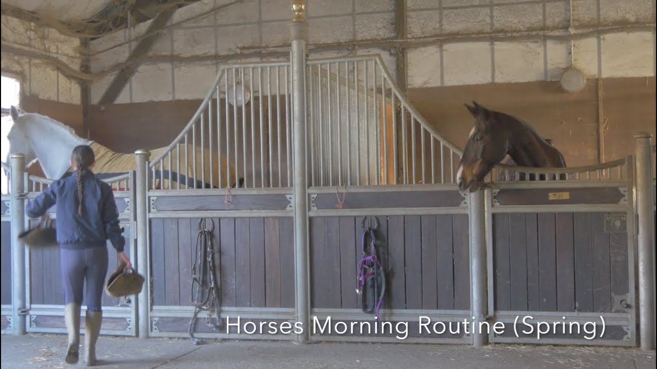 Horses Morning Routine // SPRING - YouTube
