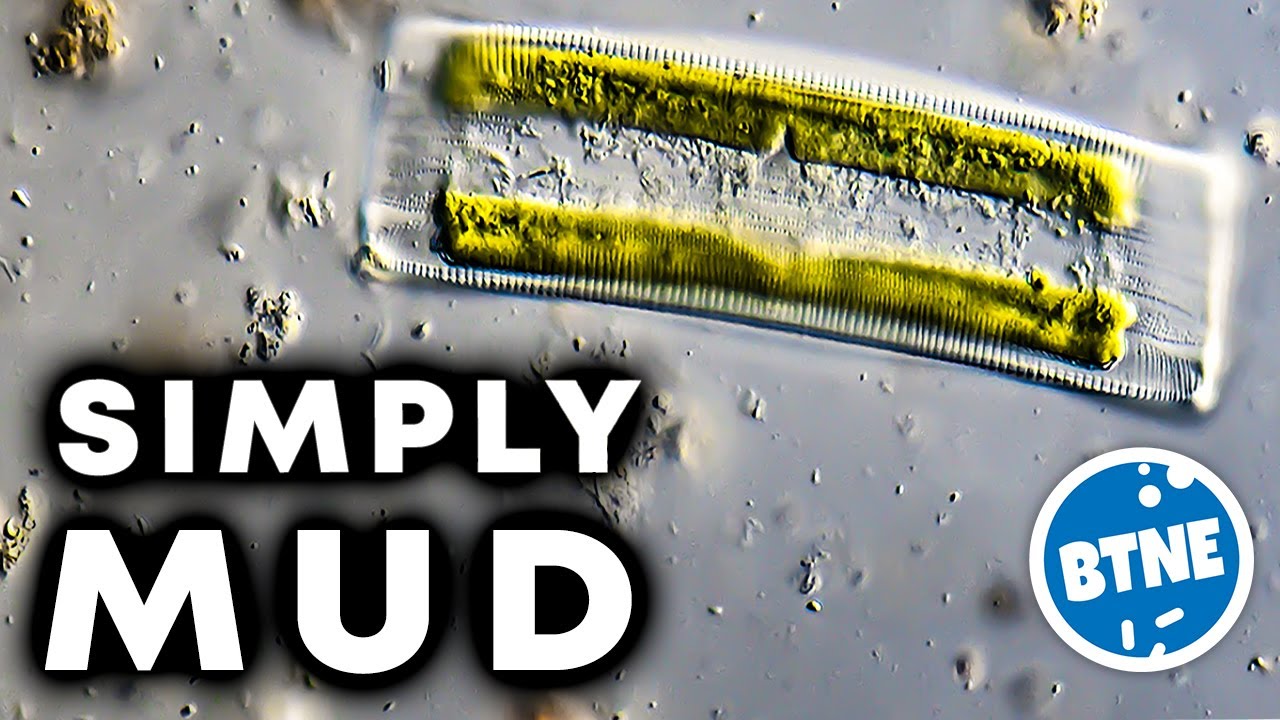 Simple MUD Not Simple! Discover Mire Under The Microscope - YouTube