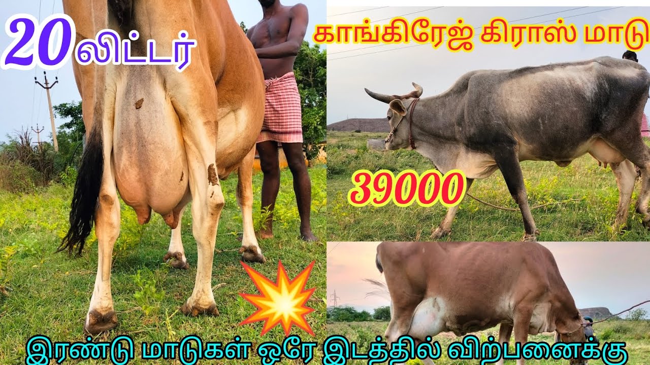 💥 சூப்பரான அழகிய இரண்டு மாடுகள் விற்பனைக்கு cow for sale tamil#cow# ...