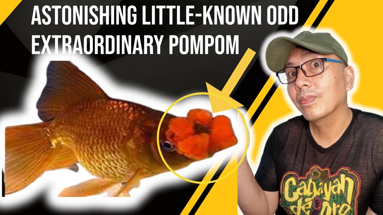 Astonishing Little-known Odd Extraordinary Pompom Goldfish variety you ...