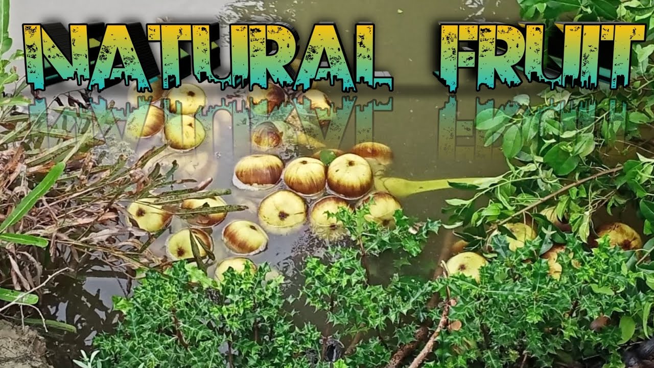 Scene of Tal eating in the village !! Natural fruit 🥝🥝তাল খাওয়া - YouTube