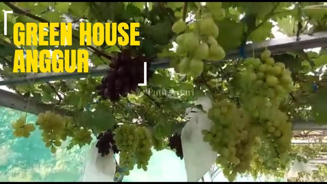 PANEN ANGGUR DI GREEN HOUSE ANGGUR ...?? #anggur #greenhouse - YouTube