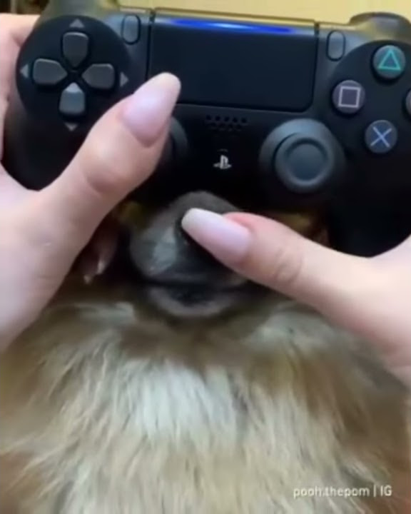Джойстик, собака, компьютерная собака, psp, игровая консоль, игровой ...
