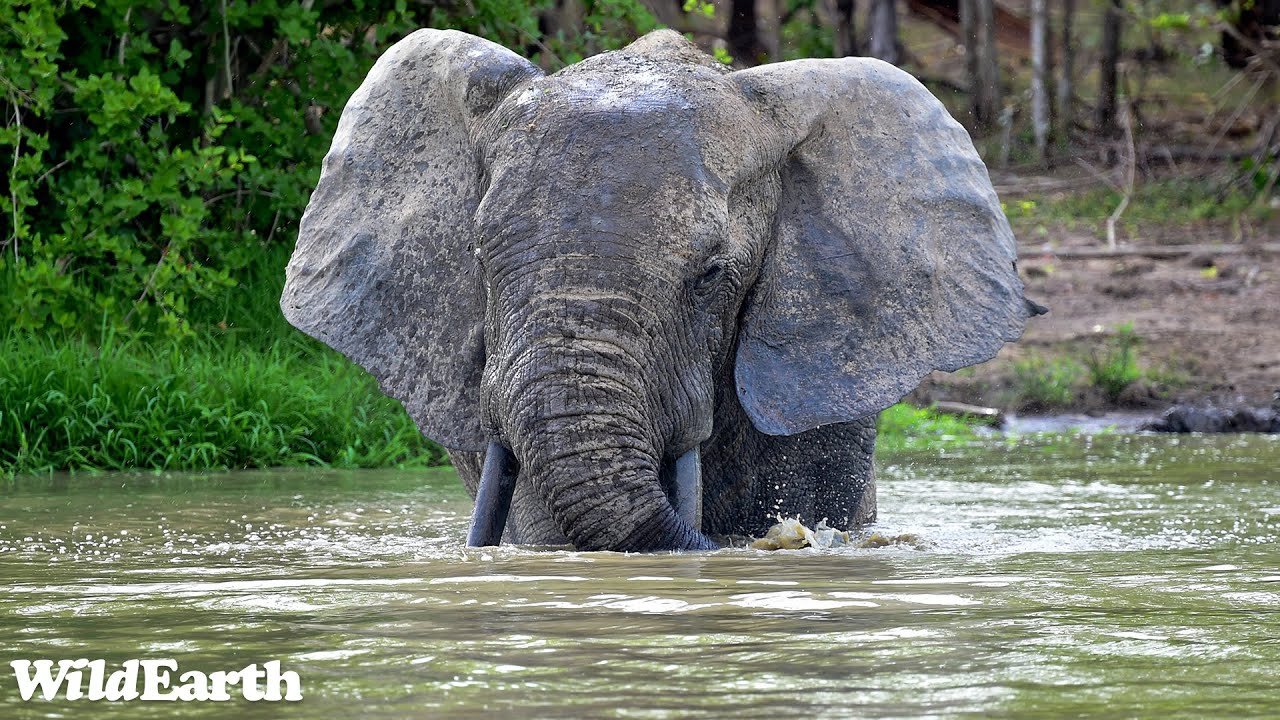 LIVE at the waterhole - 24 October 2024 - AD FREE - YouTube