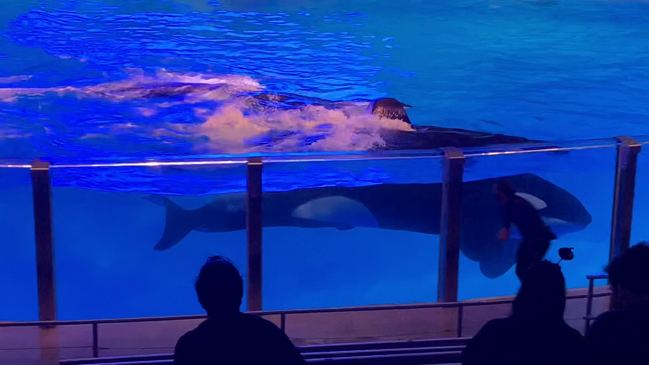 Orca Encounter - SeaWorld Orlando 10/18/20 - Part 2 - YouTube