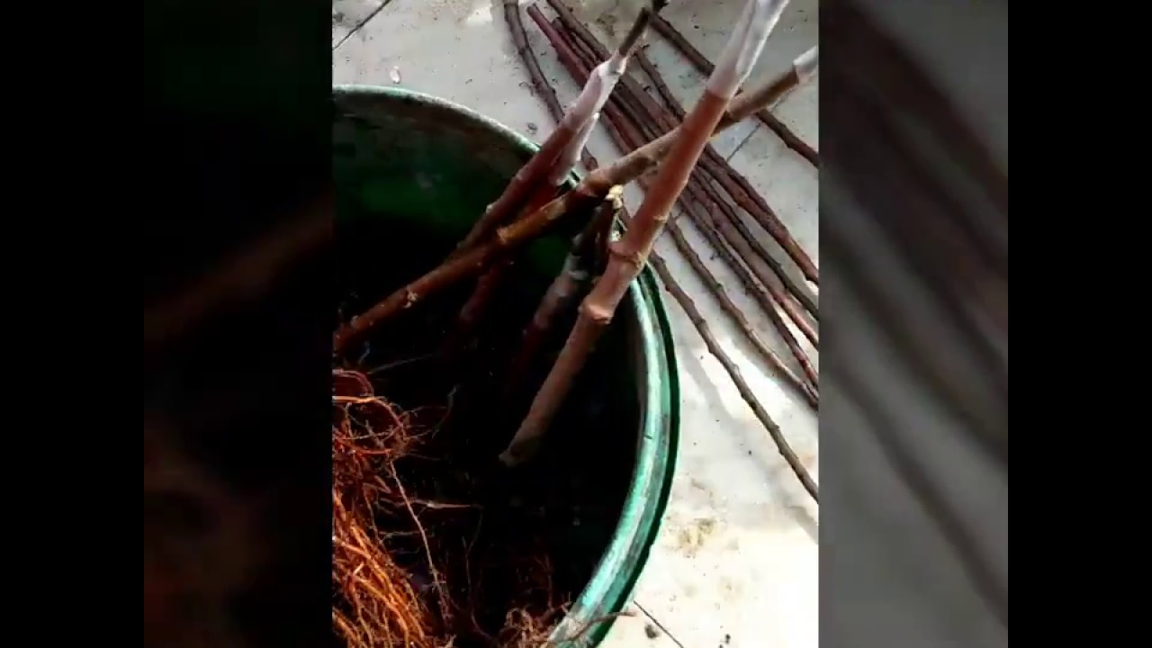 Table Graft on M7 Rootstock - YouTube