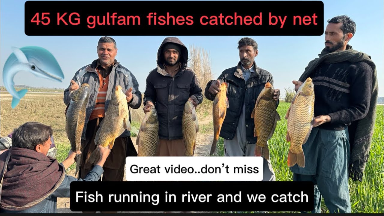 Fishing in Pakistan 45KG gulfam fishes we catched by net. One big fish ...