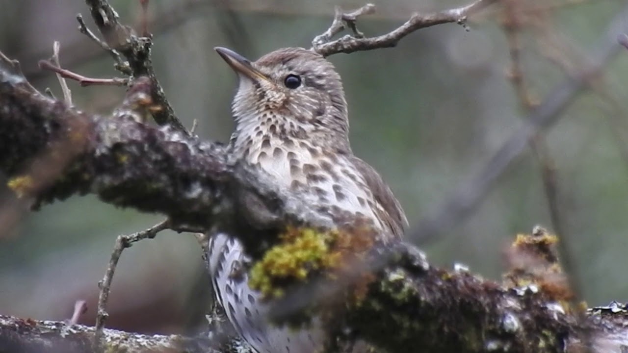 LE CHANT d'une GRIVE MUSICIENNE - YouTube
