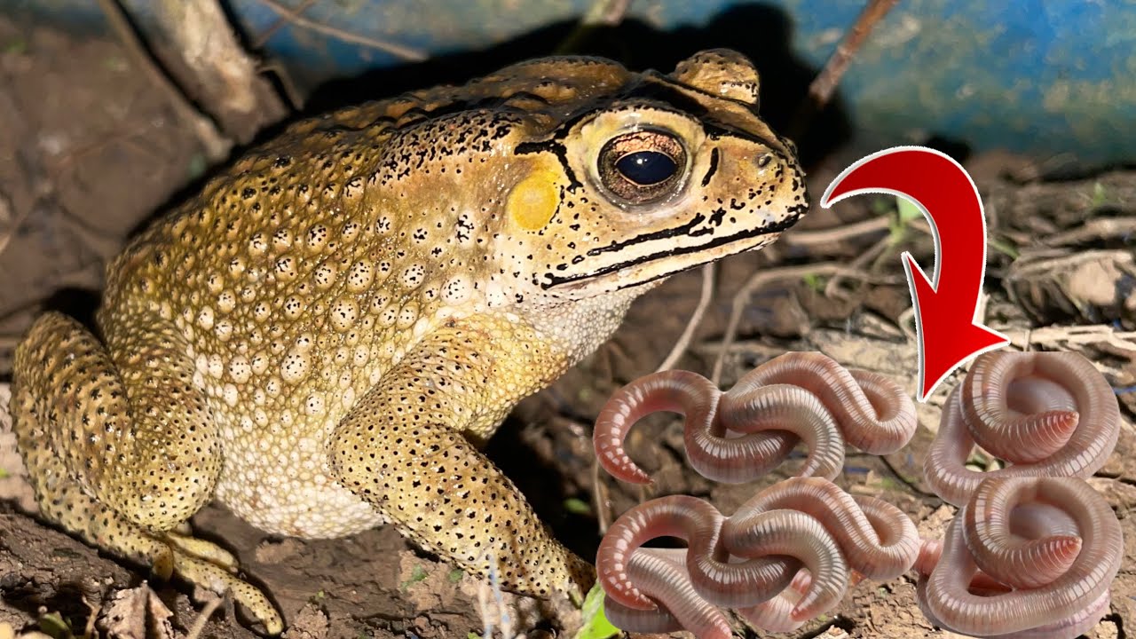 BEST Frog eating Worms | Worms catch to eats by Frog! - YouTube