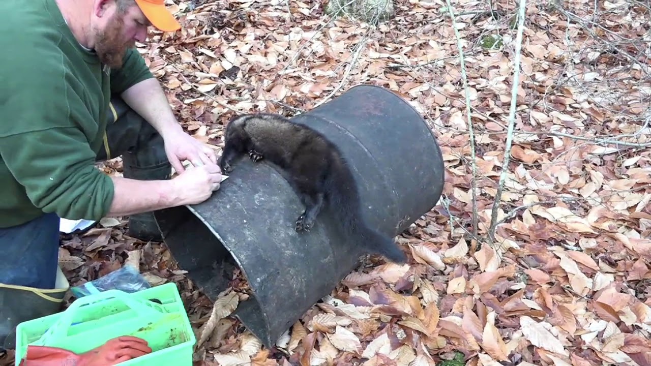 Fur Life TV 2018 - Episode 11 - Marten Trapping - YouTube