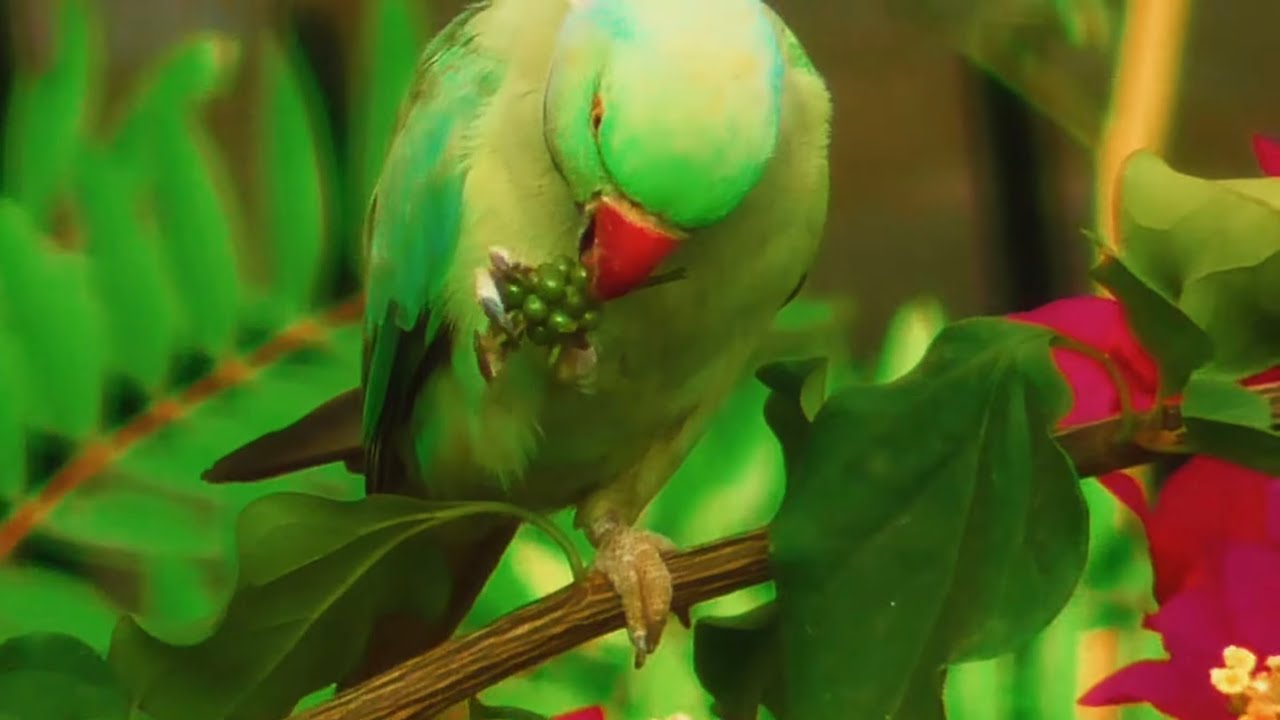 Parrot Eating Berries & Calling Of Sunbird Bulbul and Male Female Koel ...
