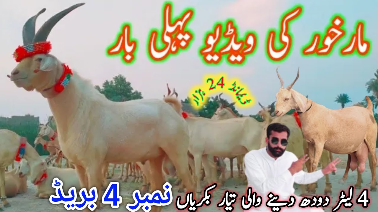 30 September 2025 مارخور نسل کی ویڈیو hassan goat farm 4 liter dudh ...