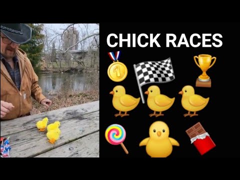 Easter Chick Races 🏁 🐤🐤🐤🥇🏆 - YouTube