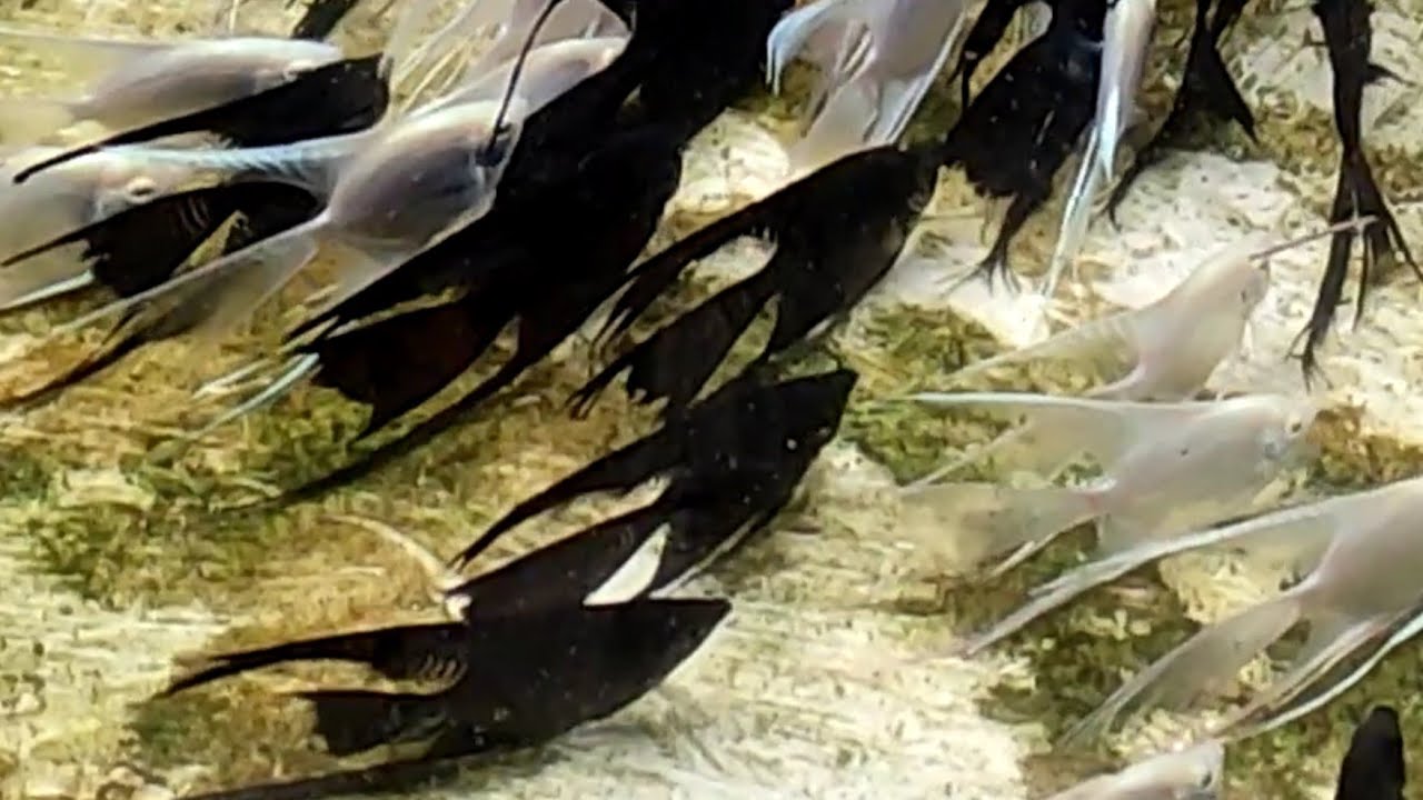 Angel fishes are beautiful . #Jakeh - YouTube