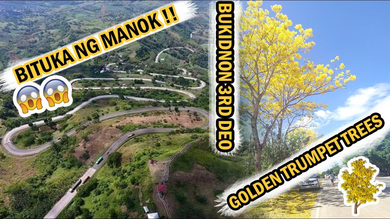 MARILAQUE NG BUKIDNON | BITUKA NG MANOK | MALAYBALAY BUKIDNON RIDES ...