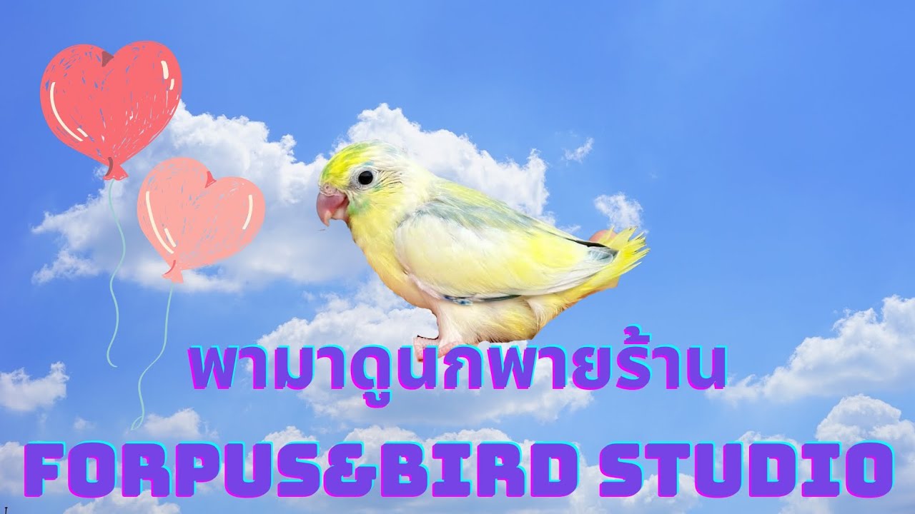 พามาดูนกพายร้านFORPUS&BIRD STUDIO - YouTube