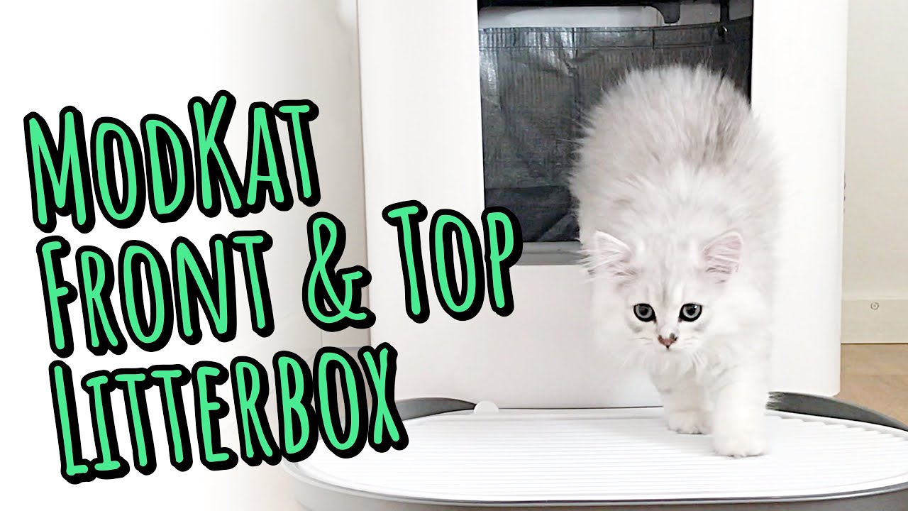 Modern toilet for modern cats - British Longhair kitten unboxes Modkat ...