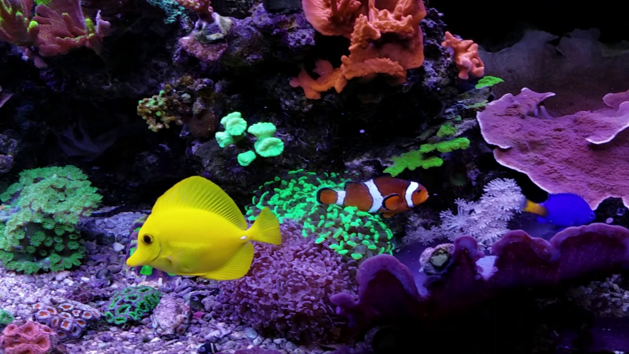 Daniel's reef tank December 2016 - YouTube