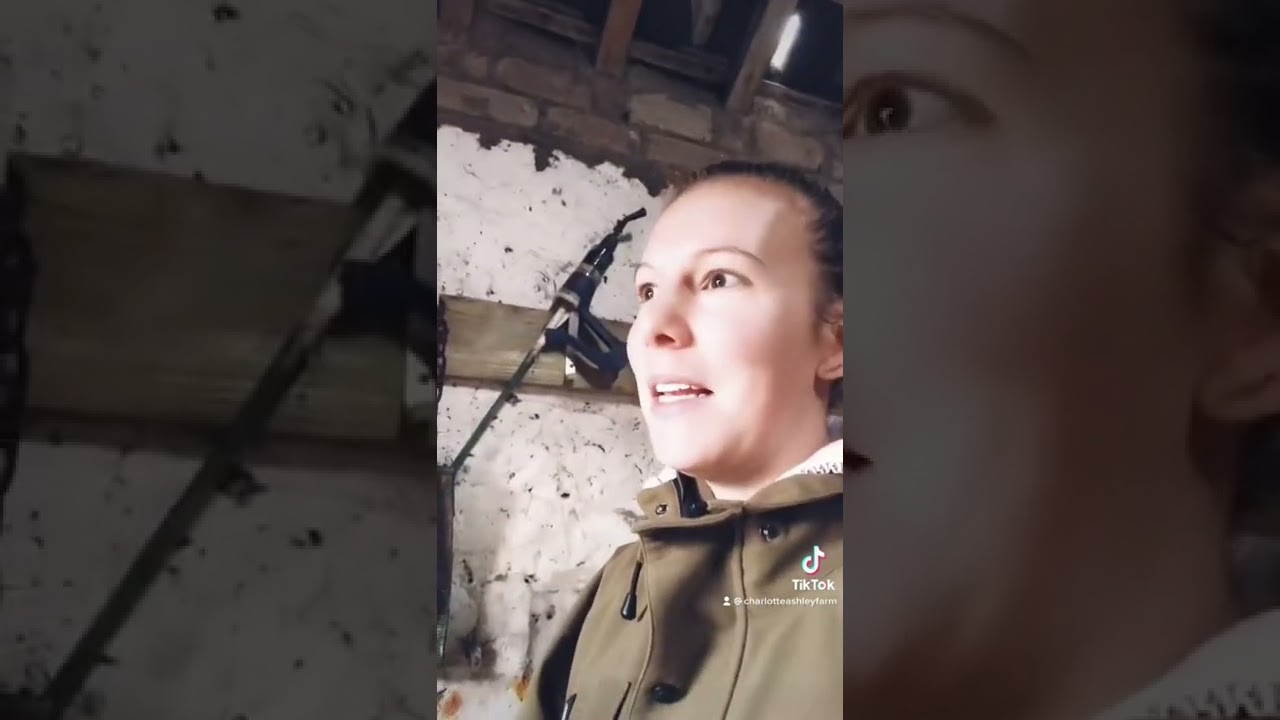 Why cows wear handcuffs, a secret farmers don’t want you to know about ...