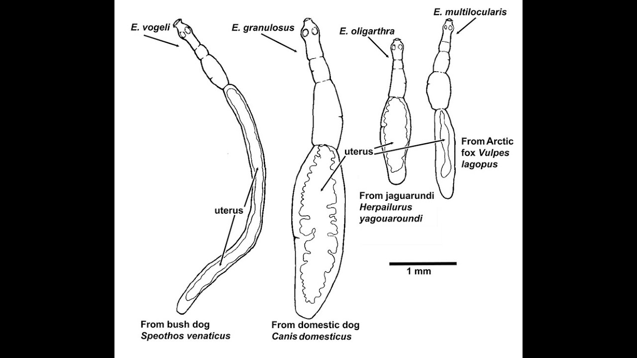 Echinococcus Vogeli ; Definition, Life Cycle, Transmission, Symptoms ...
