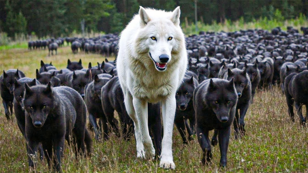 Le Plus Grand Loup Jamais Capturé En Caméra - Jamais Vu Auparavant ...
