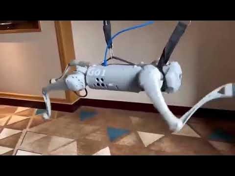 Unitree Go1 robot dog swiming - YouTube