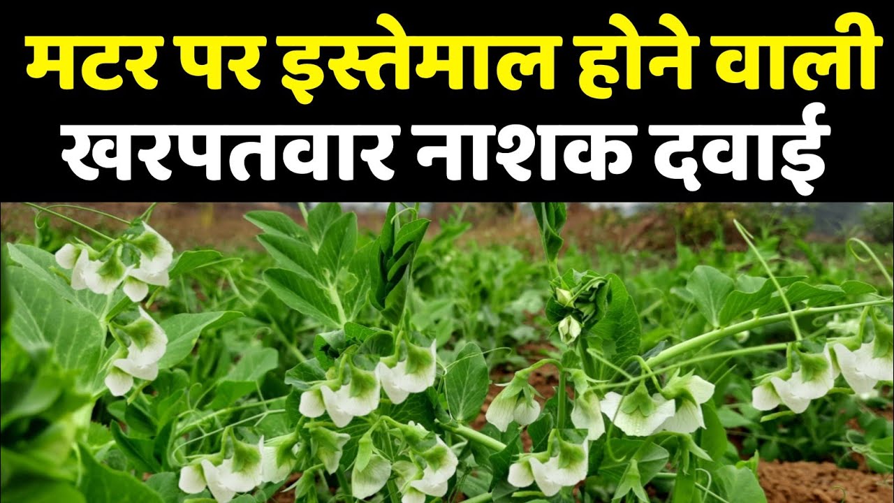 मटर मे इस्तेमाल की जानें वाली खरपतवार नाशक दवाई, Part 1, matar ki kheti ...