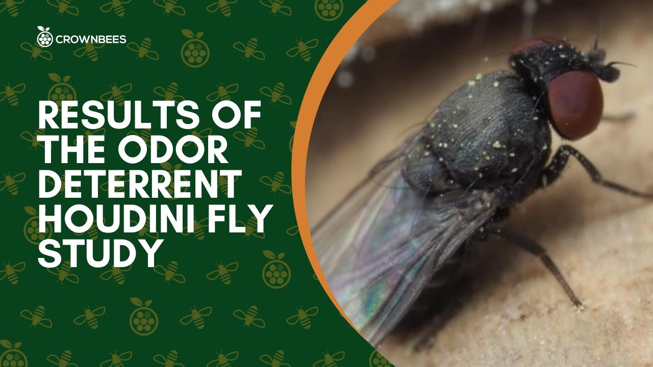 Results of the Odor Deterrent Houdini Fly Study - YouTube