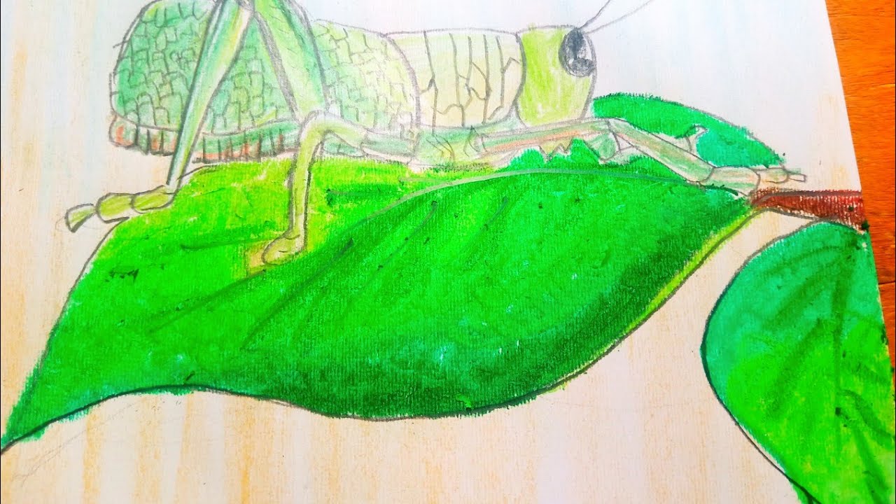 How to draw Locust insect | pencil sketch drawing | Art video|locust ...