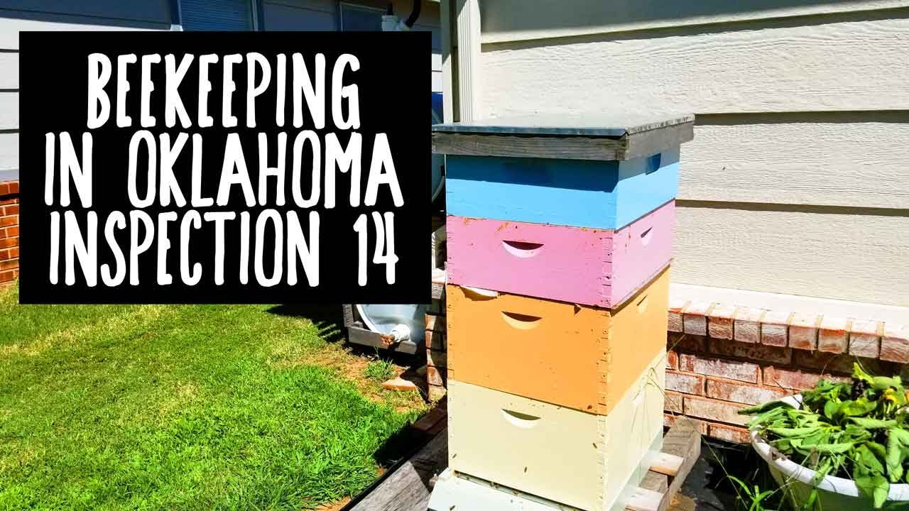 Beekeeping in Oklahoma: Hive Inspection 14 | PRO TIP! DIY Small Hive ...