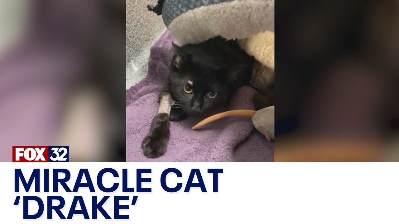 Miracle cat 'Drake' survives near-death illness, finds new life with ...