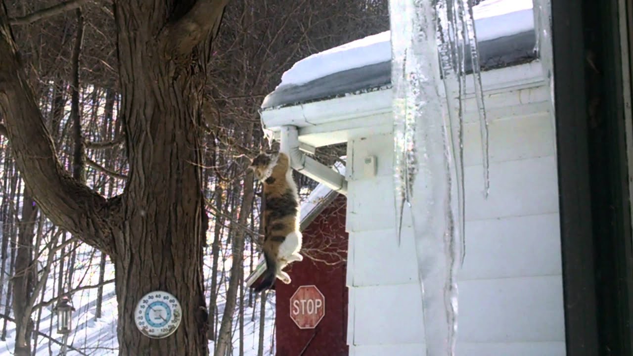 Cat falls off snowy roof - YouTube