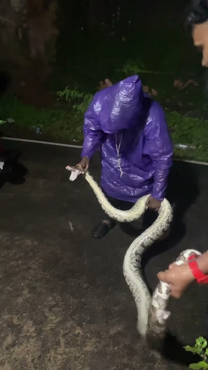 Big python | Indian Rock python | man vs wild| THE NITS #youtube # ...