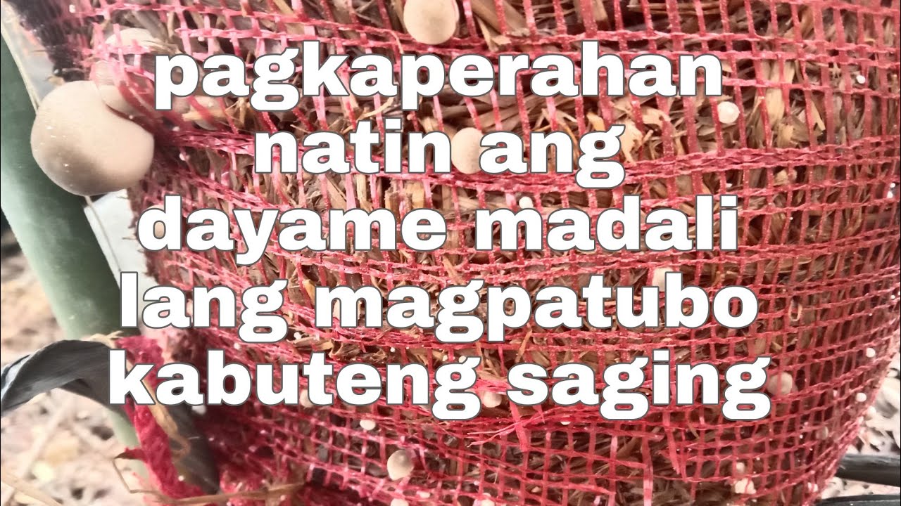 paano magtanim ng kabuteng saging gamit ang dayame - YouTube
