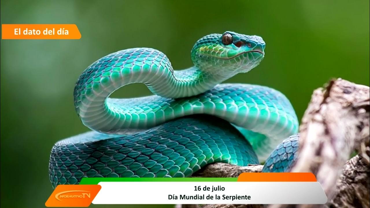 Dato del Día: 16 de Julio Dia Mundial de la Serpiente - YouTube