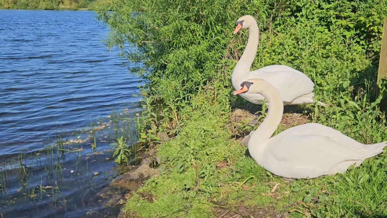 King and Queen swan having a preening session on the banking with the ...