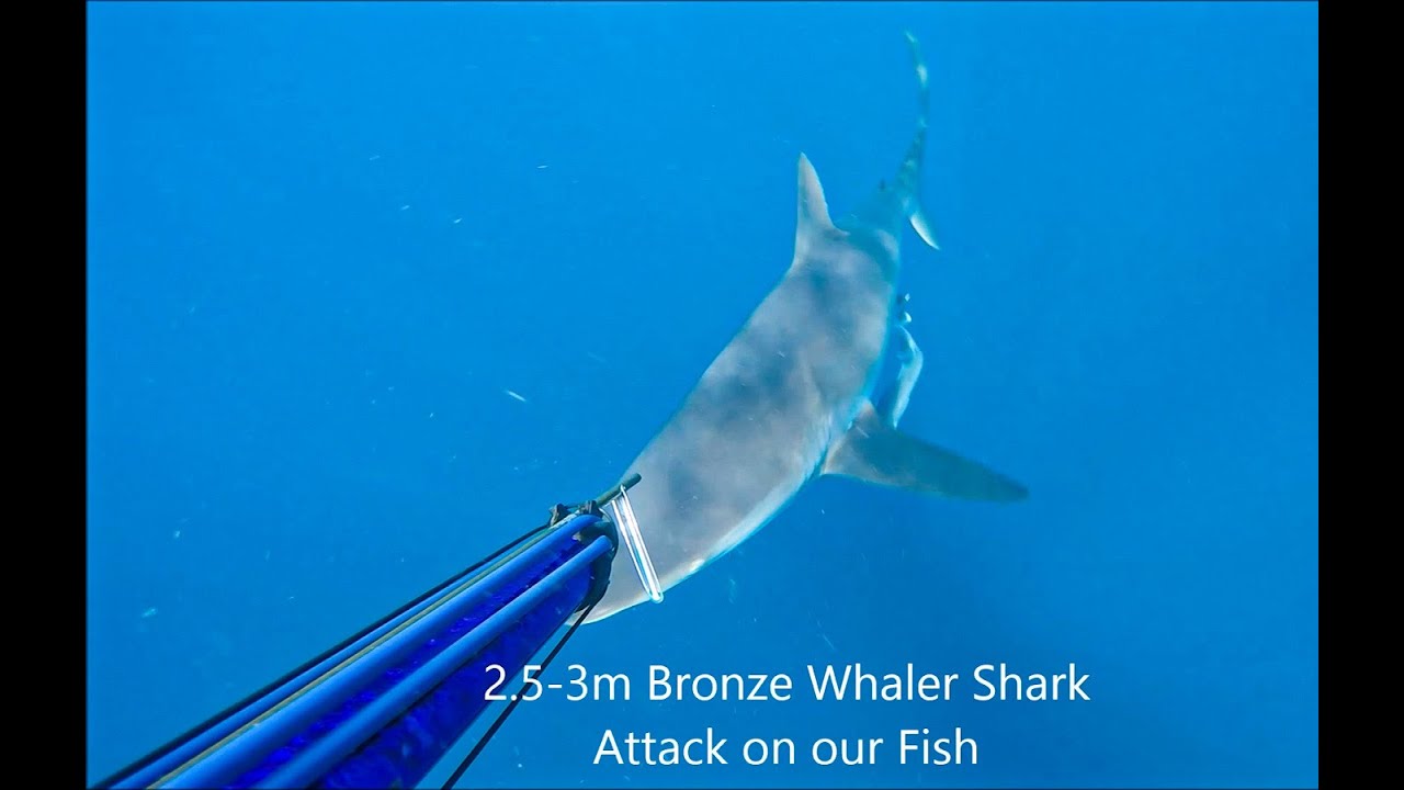 Action Ep.3 Full Version - Shark Attack, 125kg Bluefin Tuna, Kingfish ...