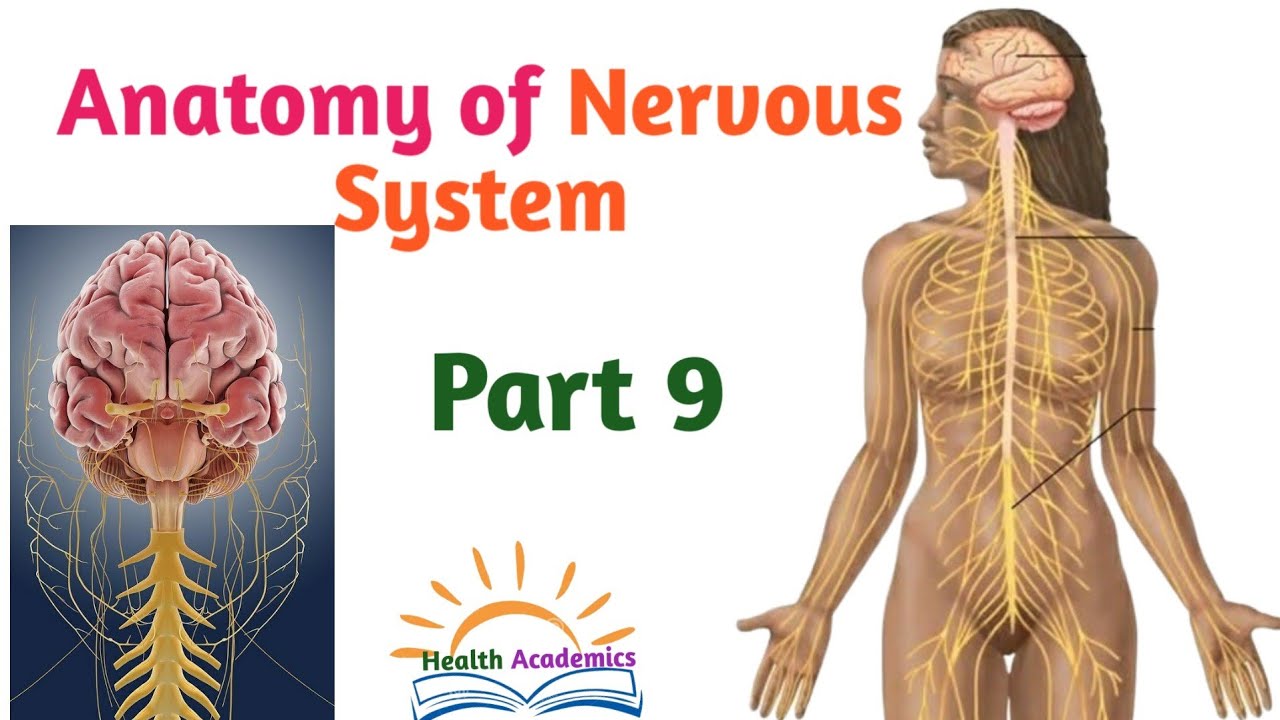 What Is The Anatomy Of The Nervous System Peripheral Nervous System