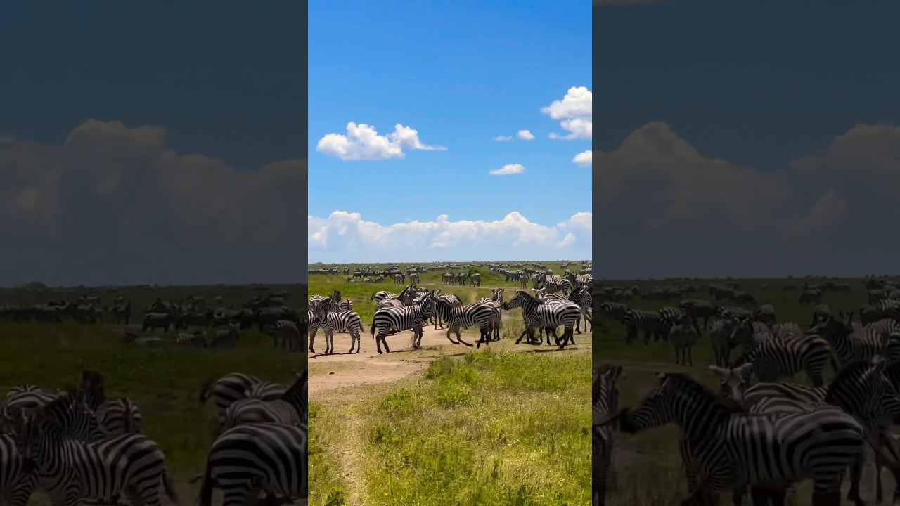 Did you know that Zebra’s can bark?! 😳🦓 SOUND ON! #Zebra #Animals # ...