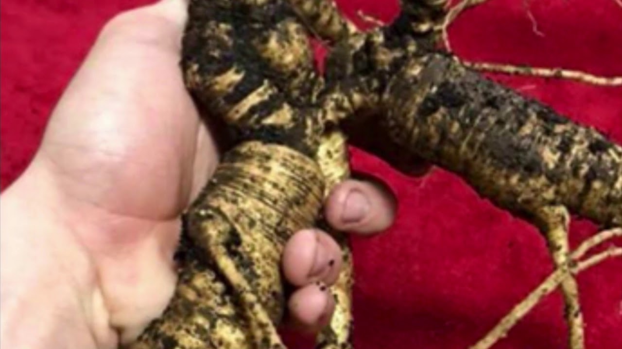 What Is The Biggest Ginseng Root Ever Found - YouTube