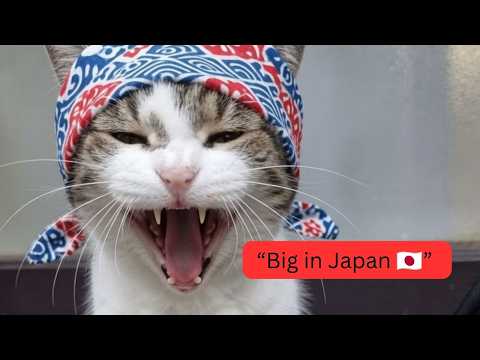 Larry, The Downing Street Cat - I'm big in Japan 🇯🇵