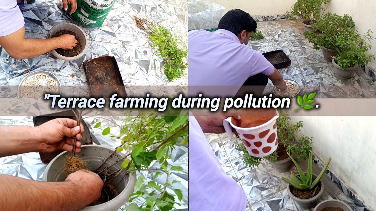 Reduce Air Pollution Naturally with Plants 🌿| indoor Plantation Vlog 🎀 ...