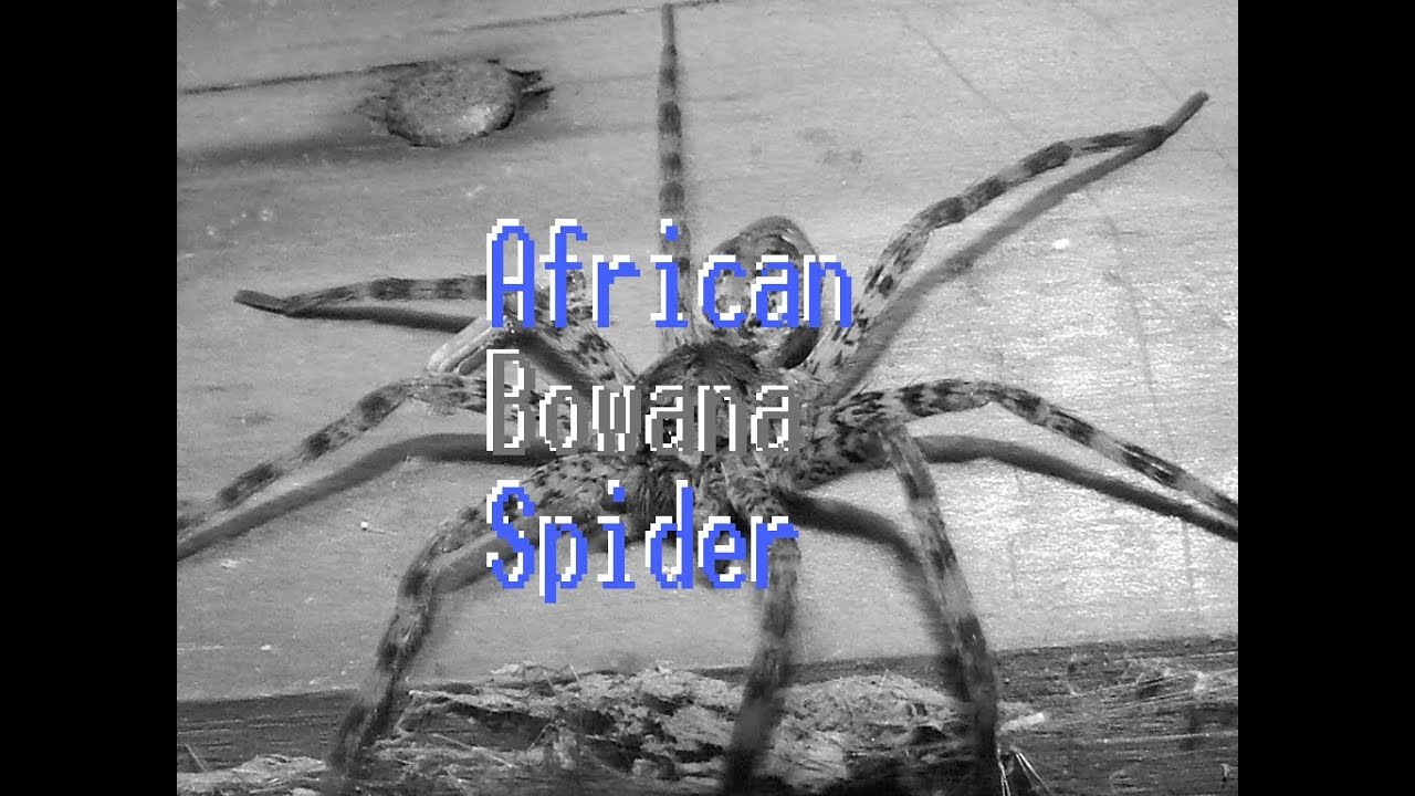 African Bowana Spider - YouTube