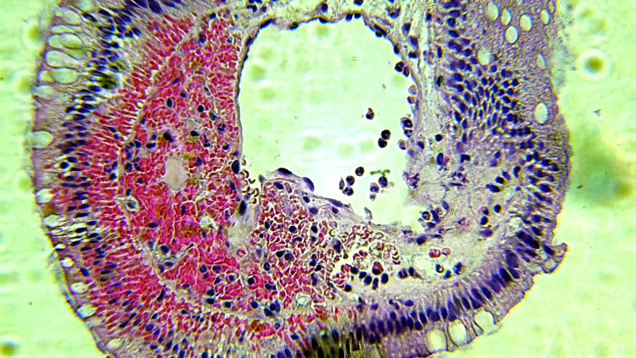 Cellule Al Microscopio Divisione Delle Cellule Staminali Embrionali