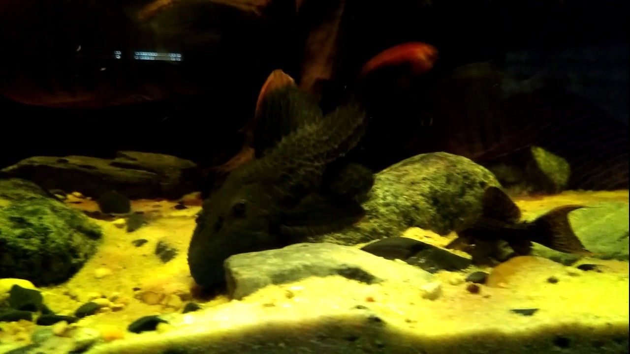 L600 & l24 pleco 09/07/2017 - YouTube