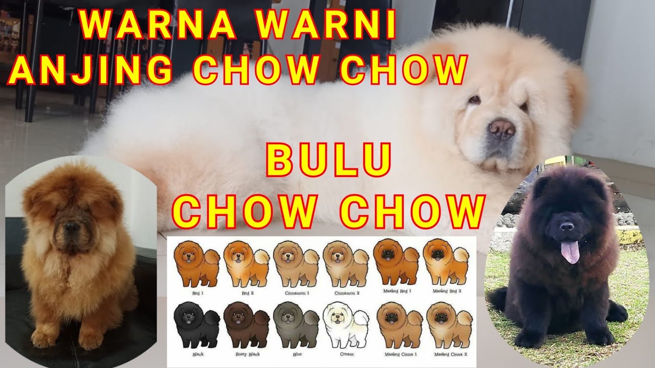 mengenal warna anjing chow chow | cara merawat bulu anjing chow chow ...